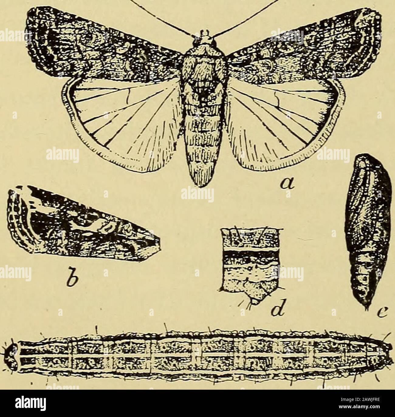 True armyworm moth hi-res stock photography and images - Alamy