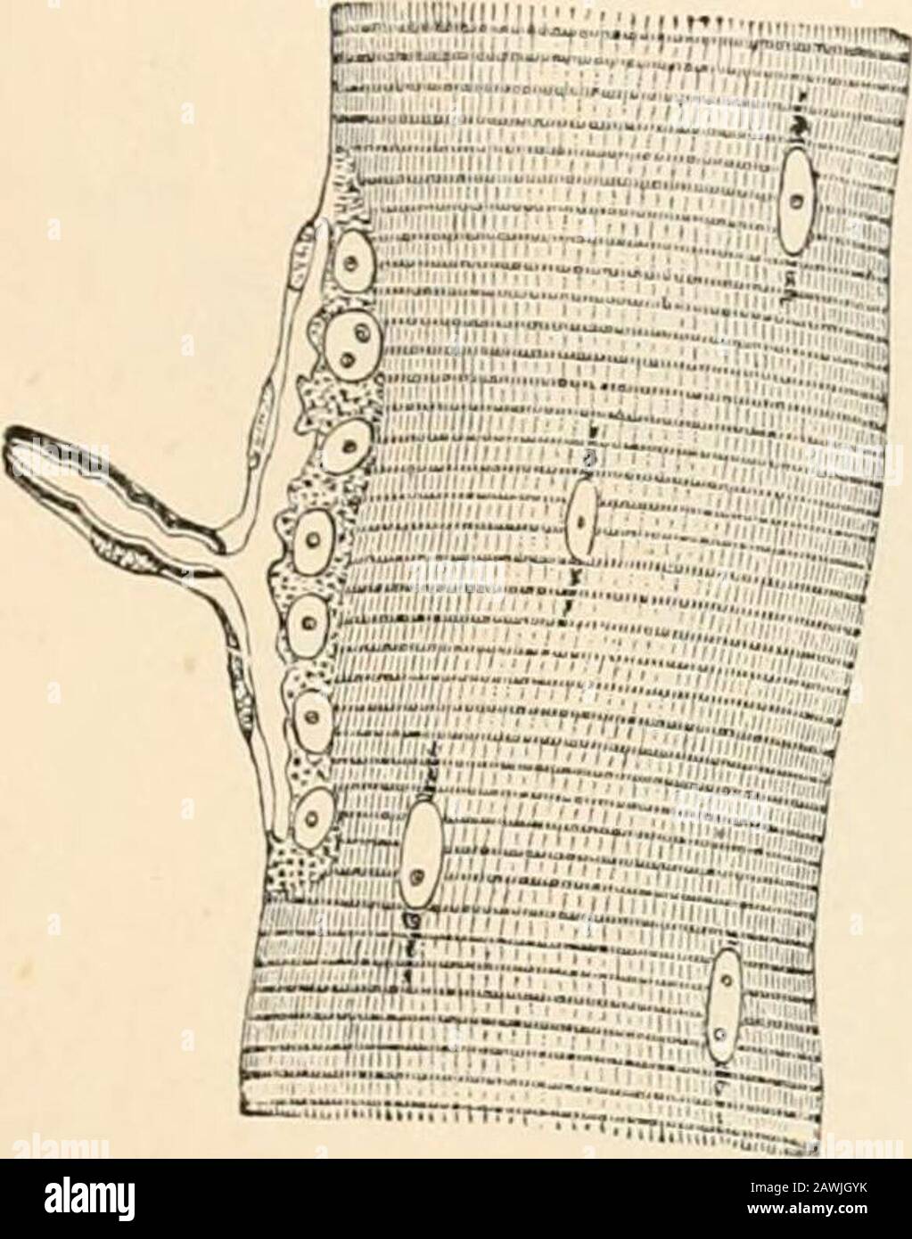 Longitudinal Axis Anatomy