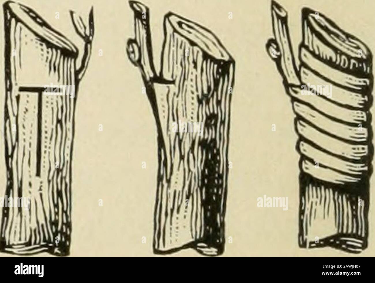 Girdled tree hi-res stock photography and images - Alamy