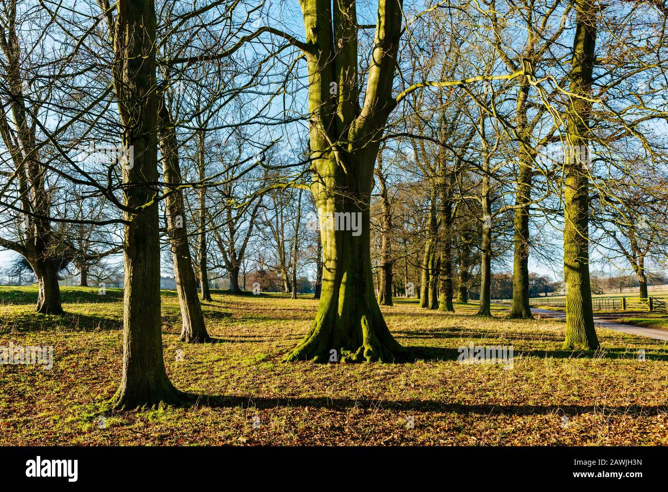 Mature oak woodland hi-res stock photography and images - Alamy