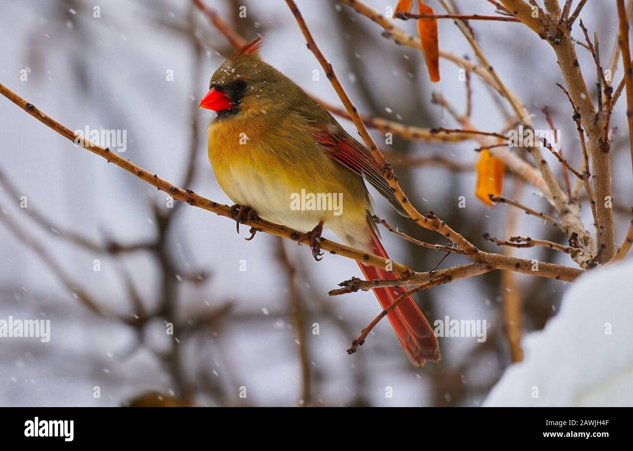 Colorful passerine bird hi-res stock photography and images - Alamy