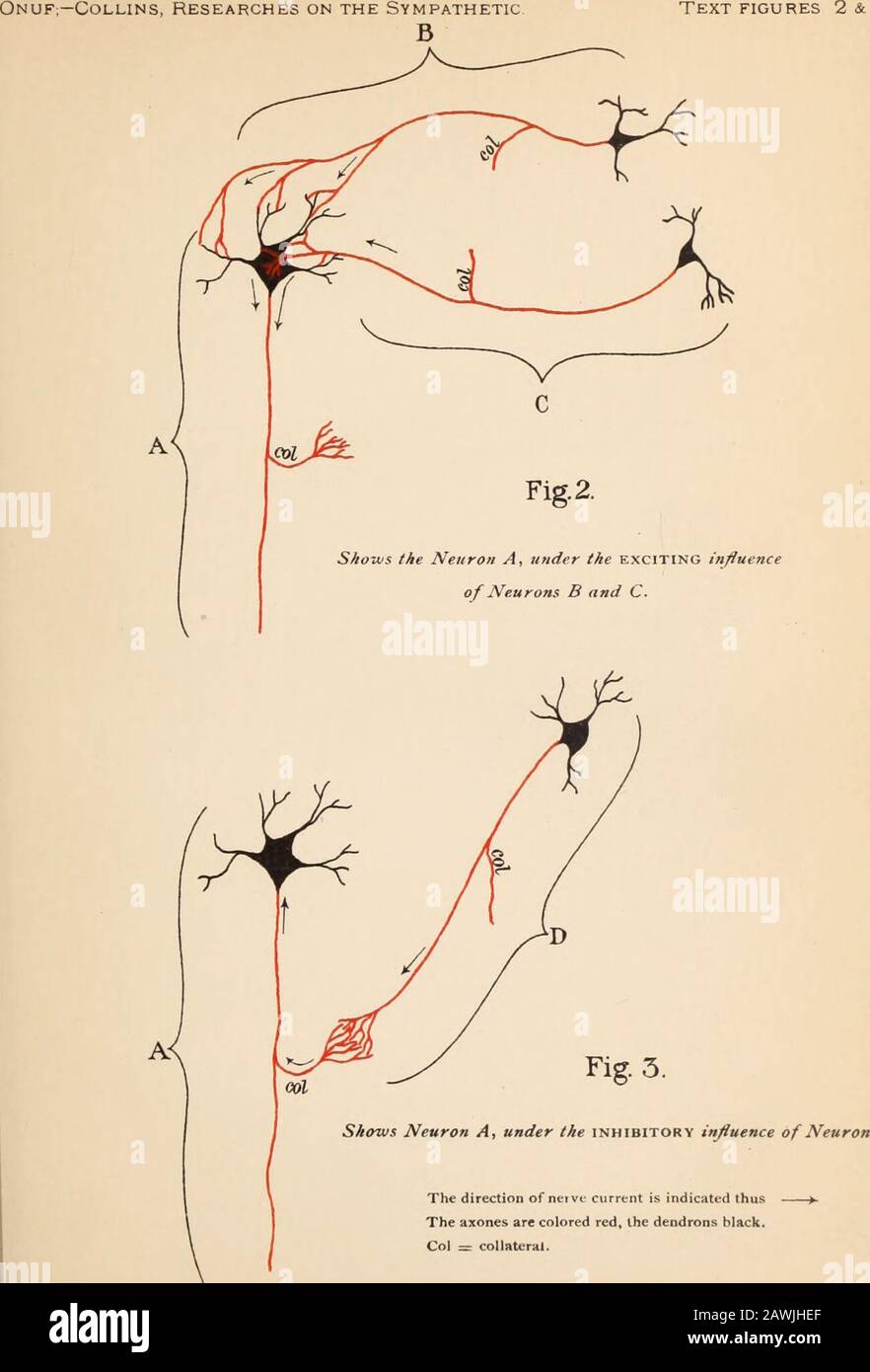 Inhibitory neurons hi-res stock photography and images - Alamy
