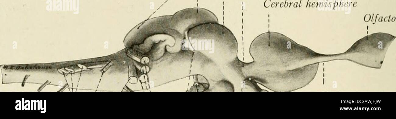 The anatomy of the nervous system, from the standpoint of development ...