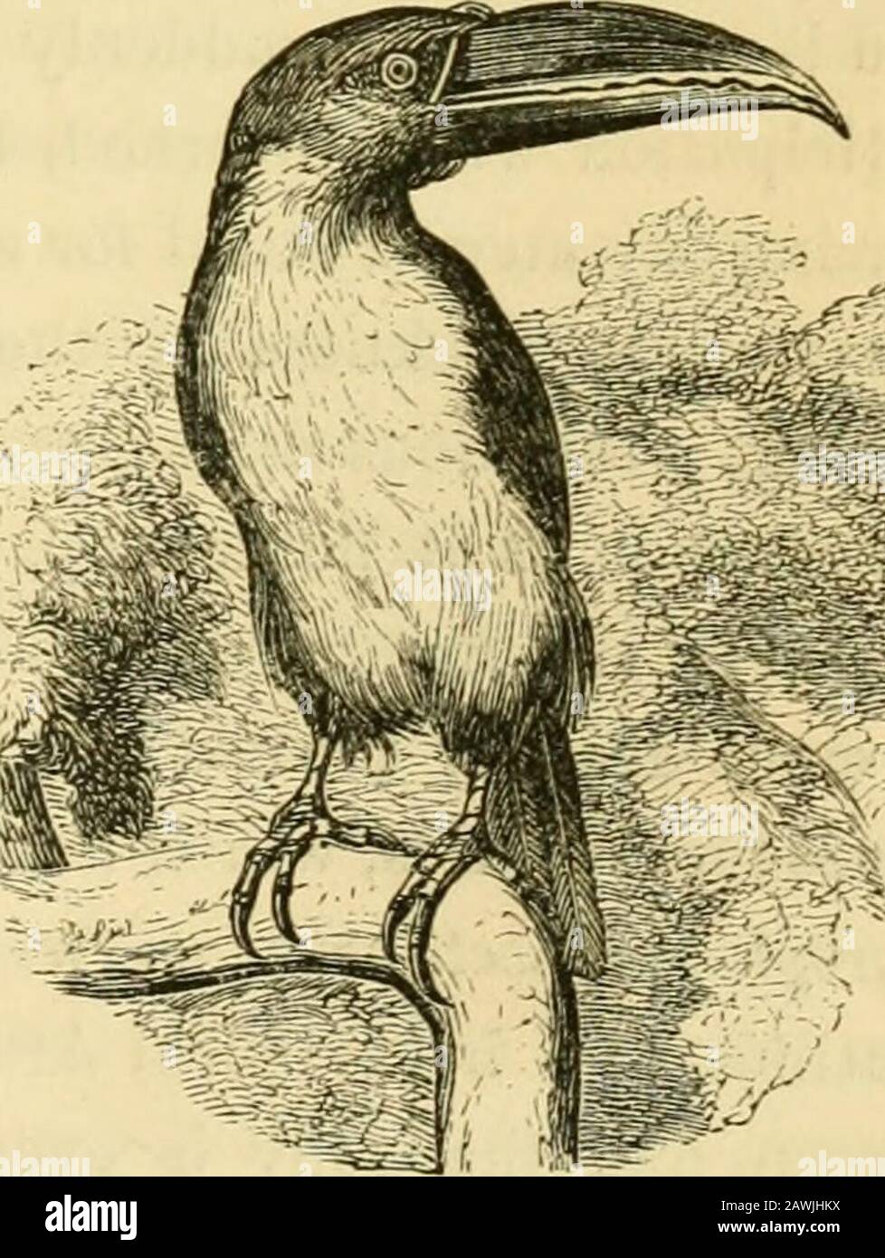 Pair of toucans hi-res stock photography and images - Alamy