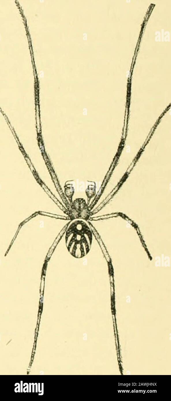 "American spiders and their spinningwork. A natural history of the ...