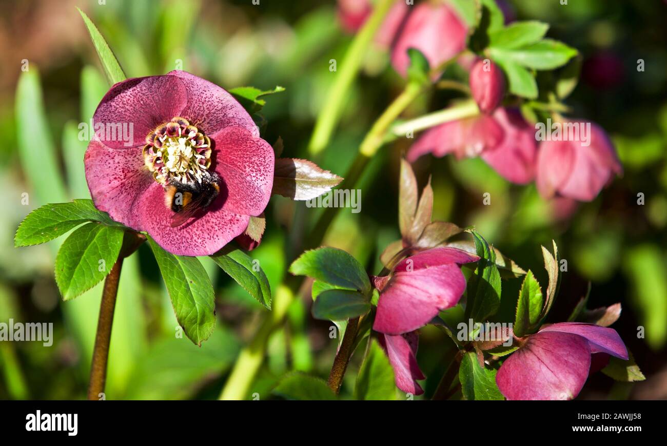 Helleborus niger, commonly called Christmas rose or black hellebore ...