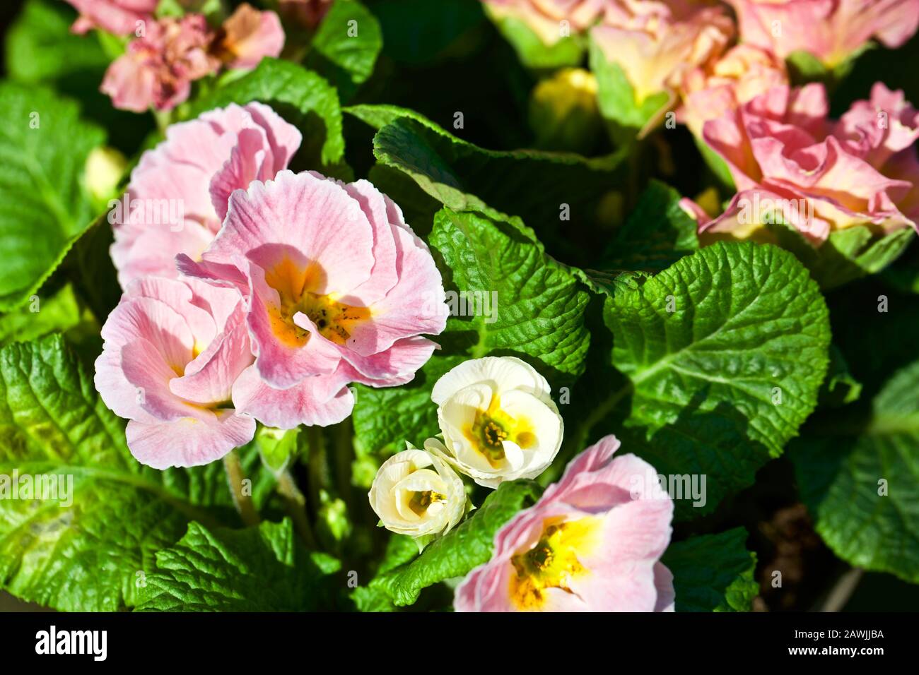 Primula ‘Sweet Heart’ Stock Photo - Alamy