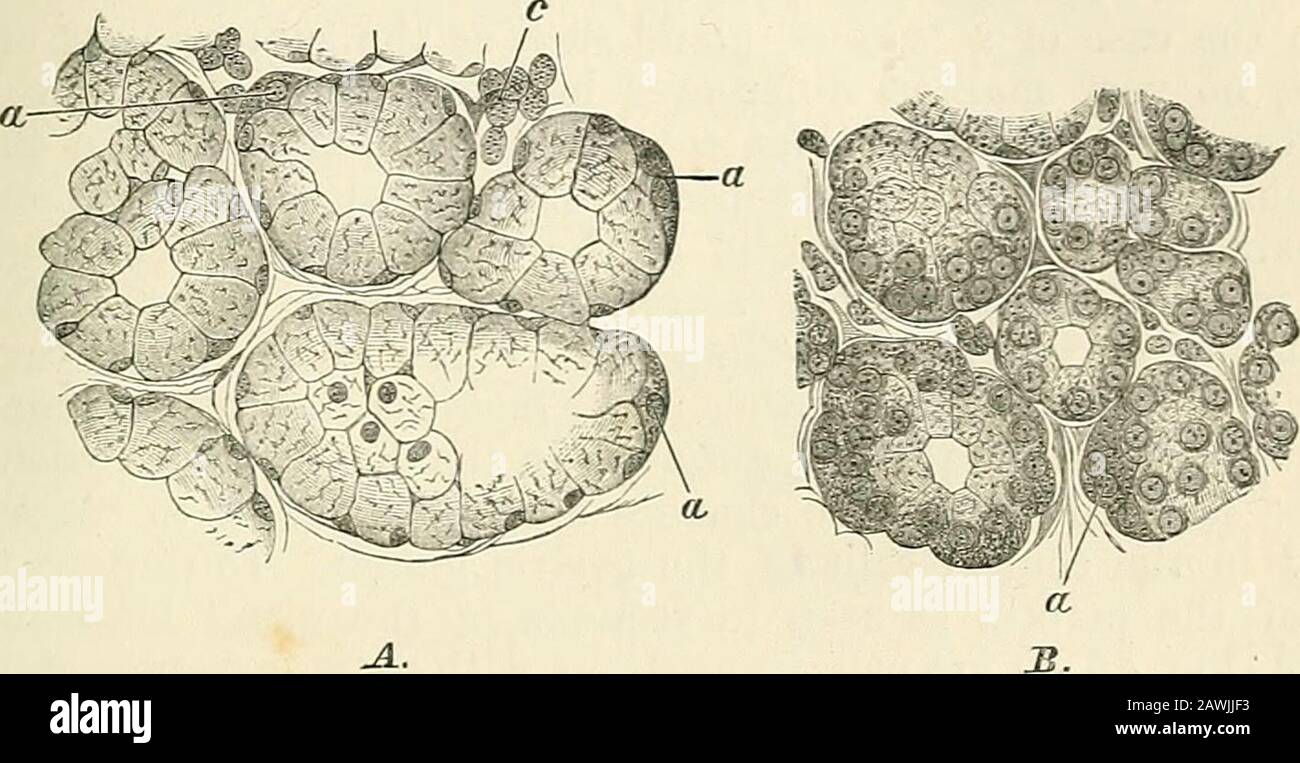 Mucus secreting glands hi-res stock photography and images - Alamy