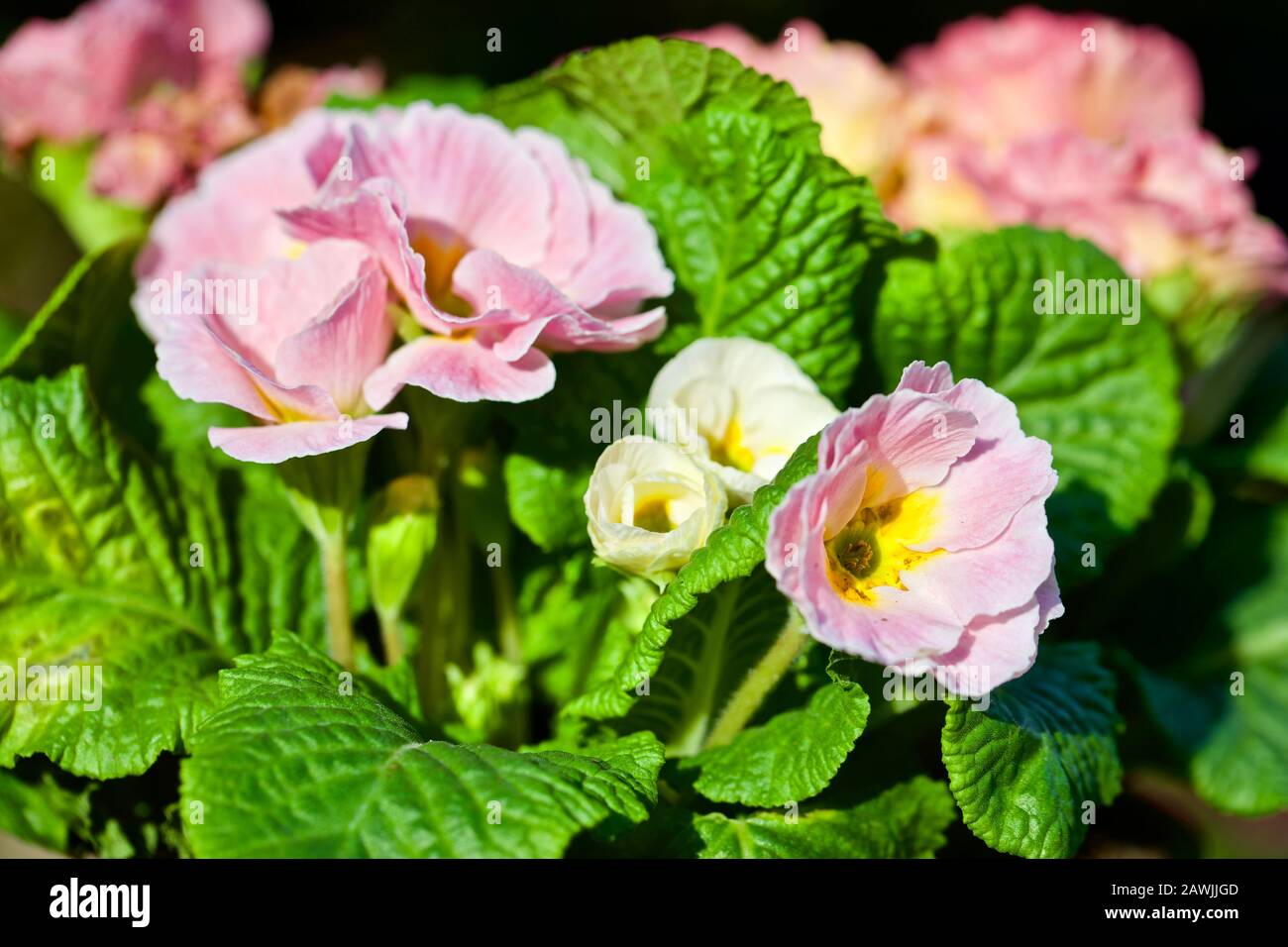 Primula ‘Sweet Heart’ Stock Photo - Alamy