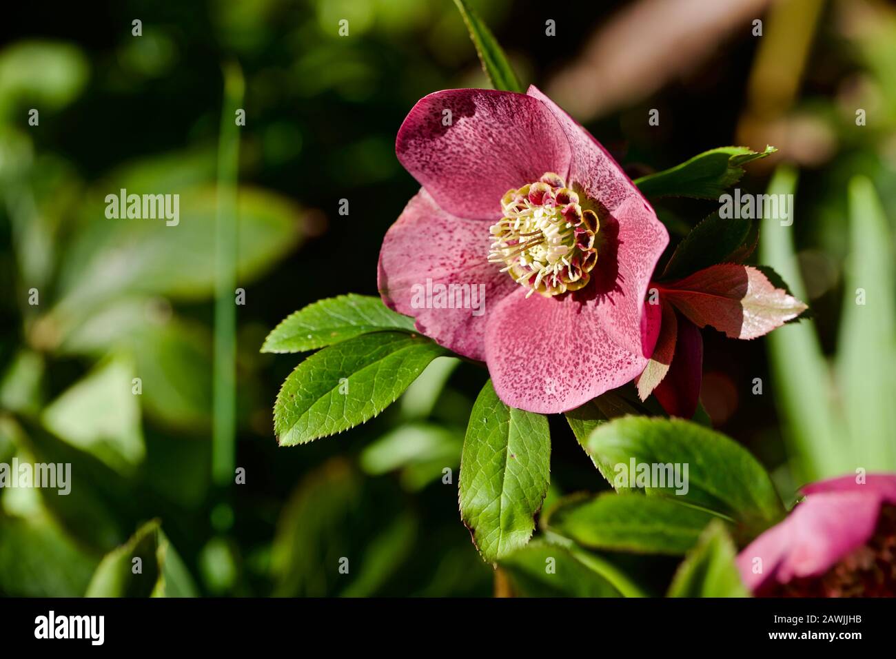 Helleborus niger, commonly called Christmas rose or black hellebore ...