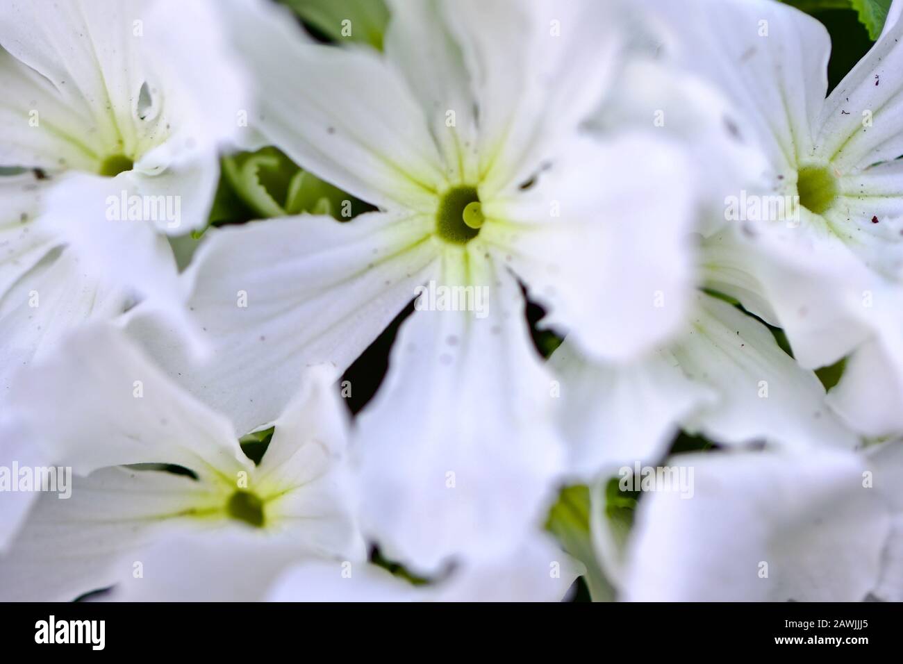 Primrose Star Fever Stock Photo - Alamy