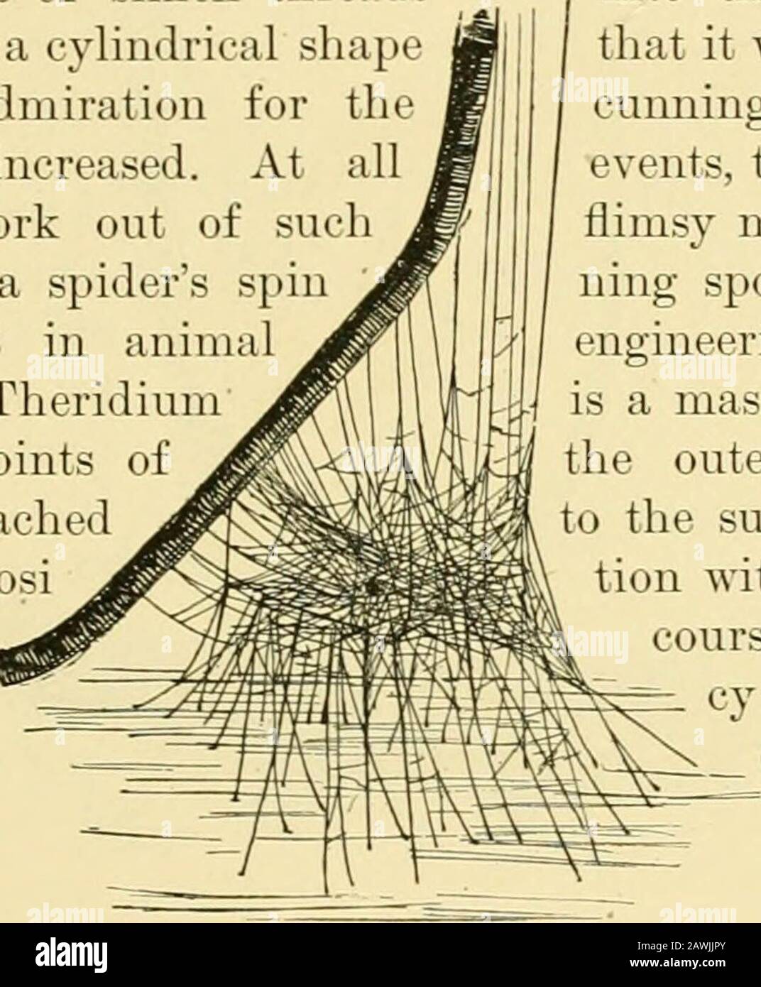"American spiders and their spinningwork. A natural history of the ...