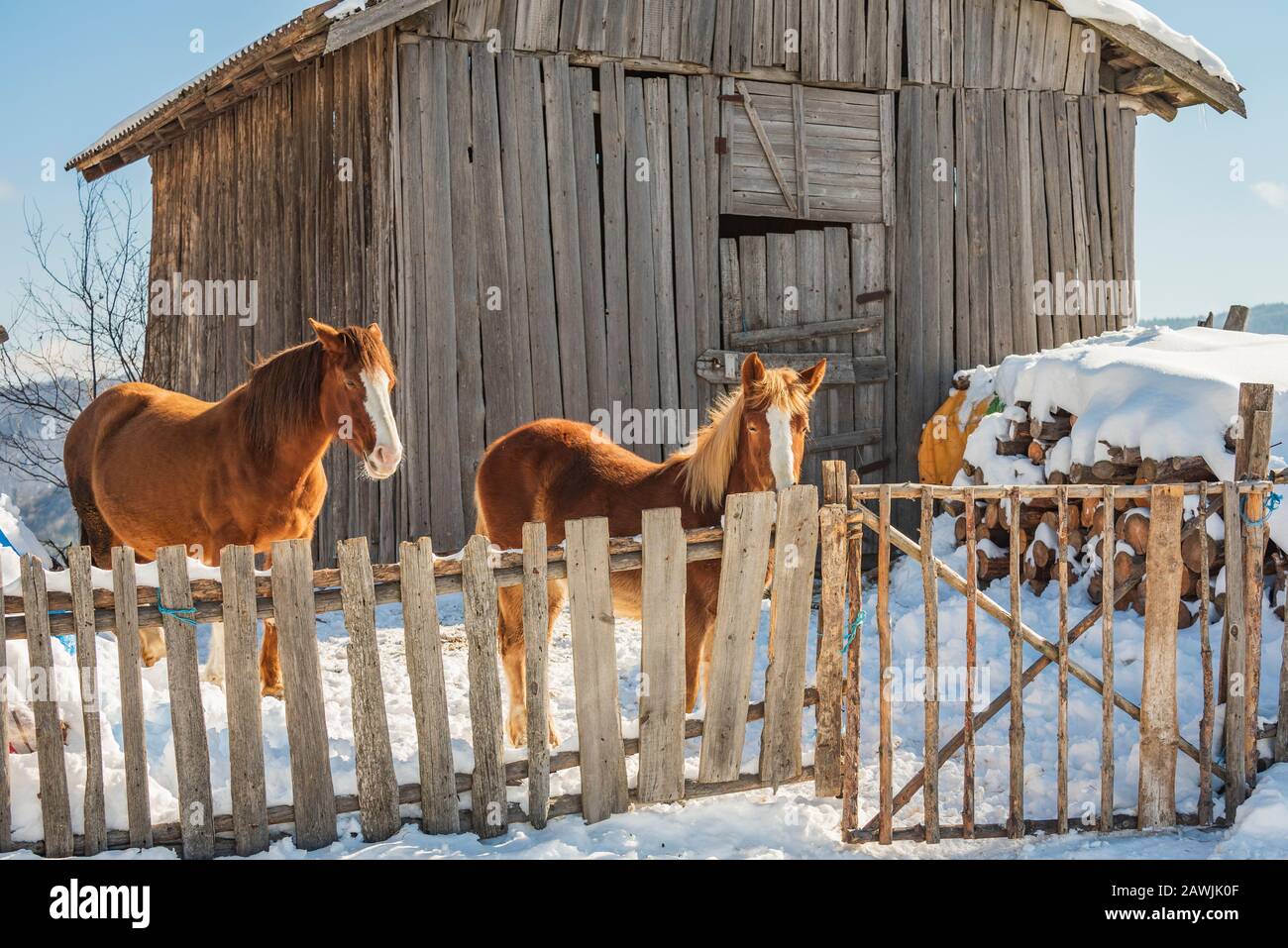 Winter alpine horses standing in the snow against the backdrop of a ...