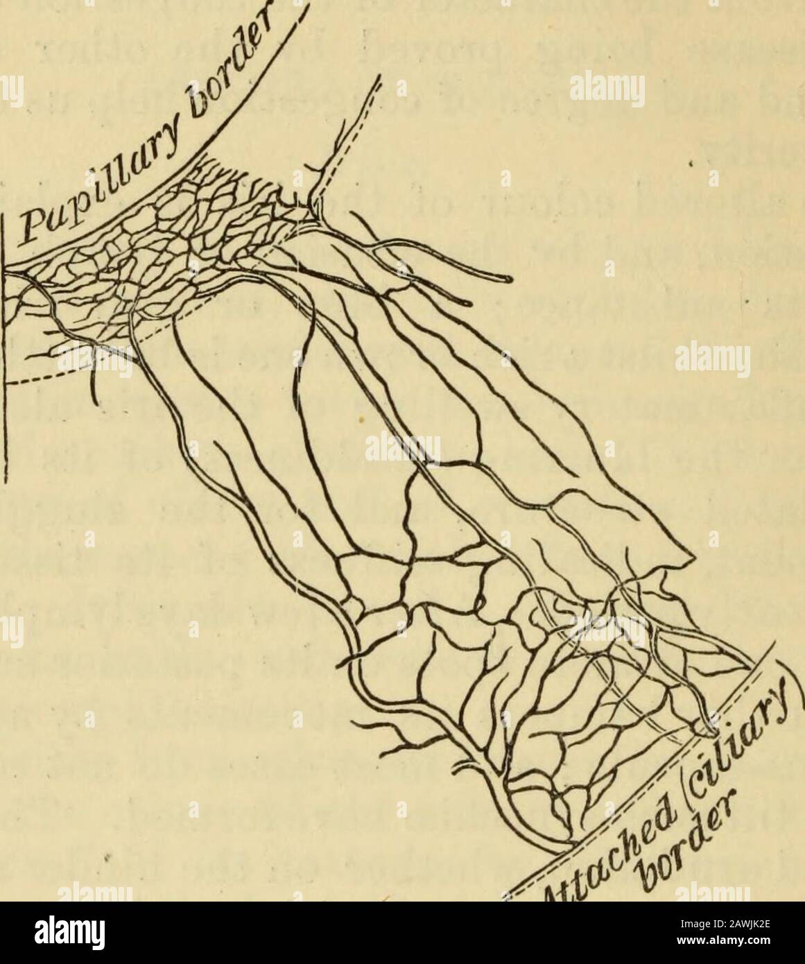 Hypopyon hi-res stock photography and images - Alamy