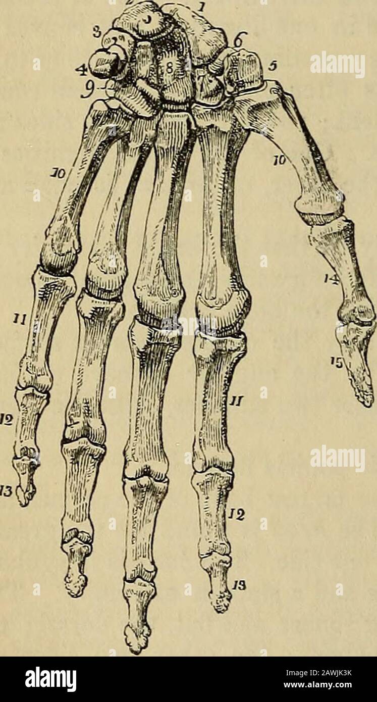 Lateral cuneiforme hi-res stock photography and images - Alamy