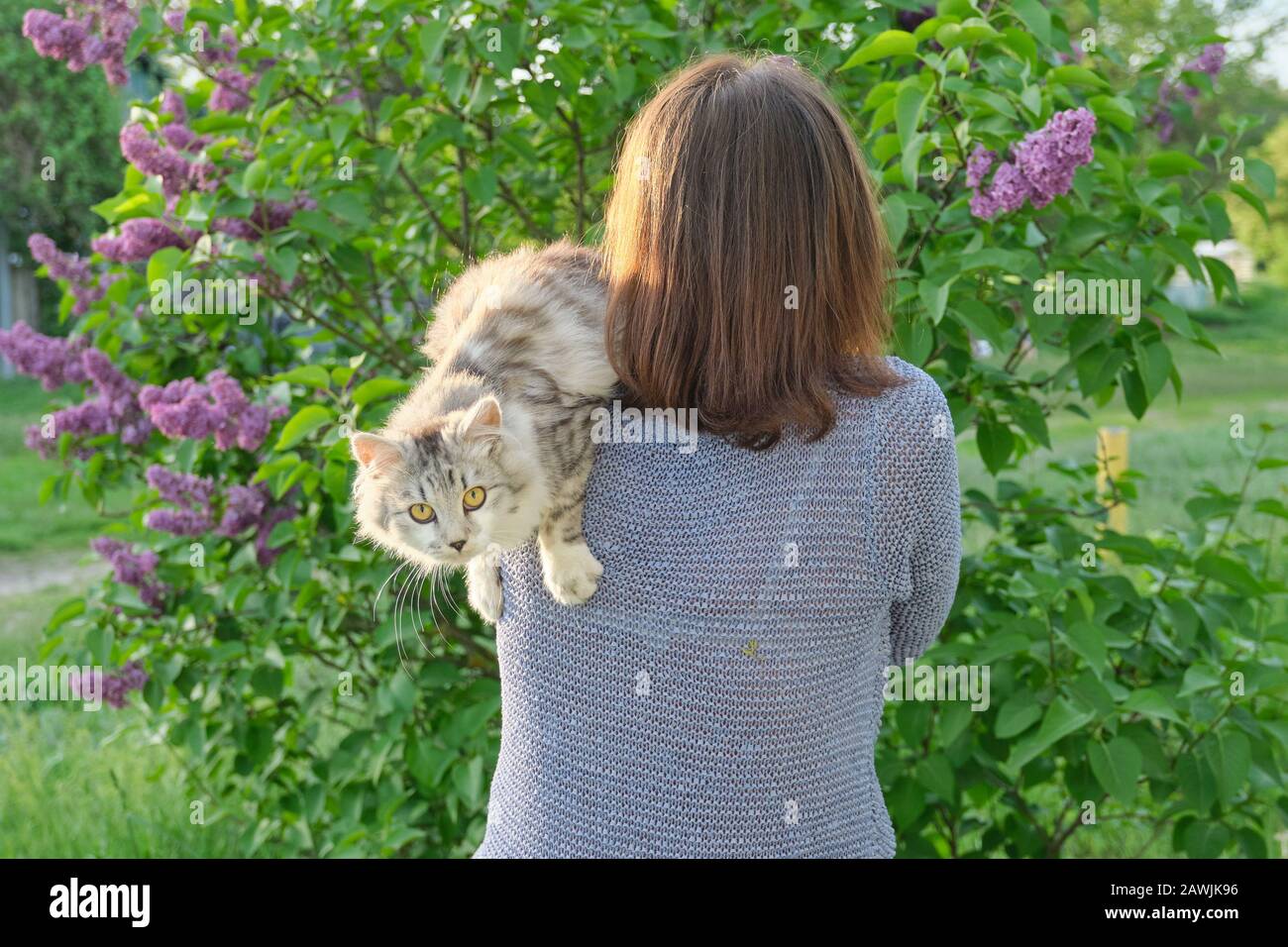 Portrait of woman with gray fluffy cat. Female back Stock Photo - Alamy