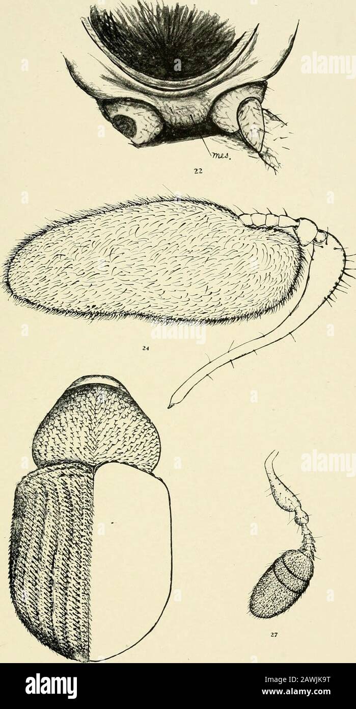 Dendroctonus terebrans hi-res stock photography and images - Alamy