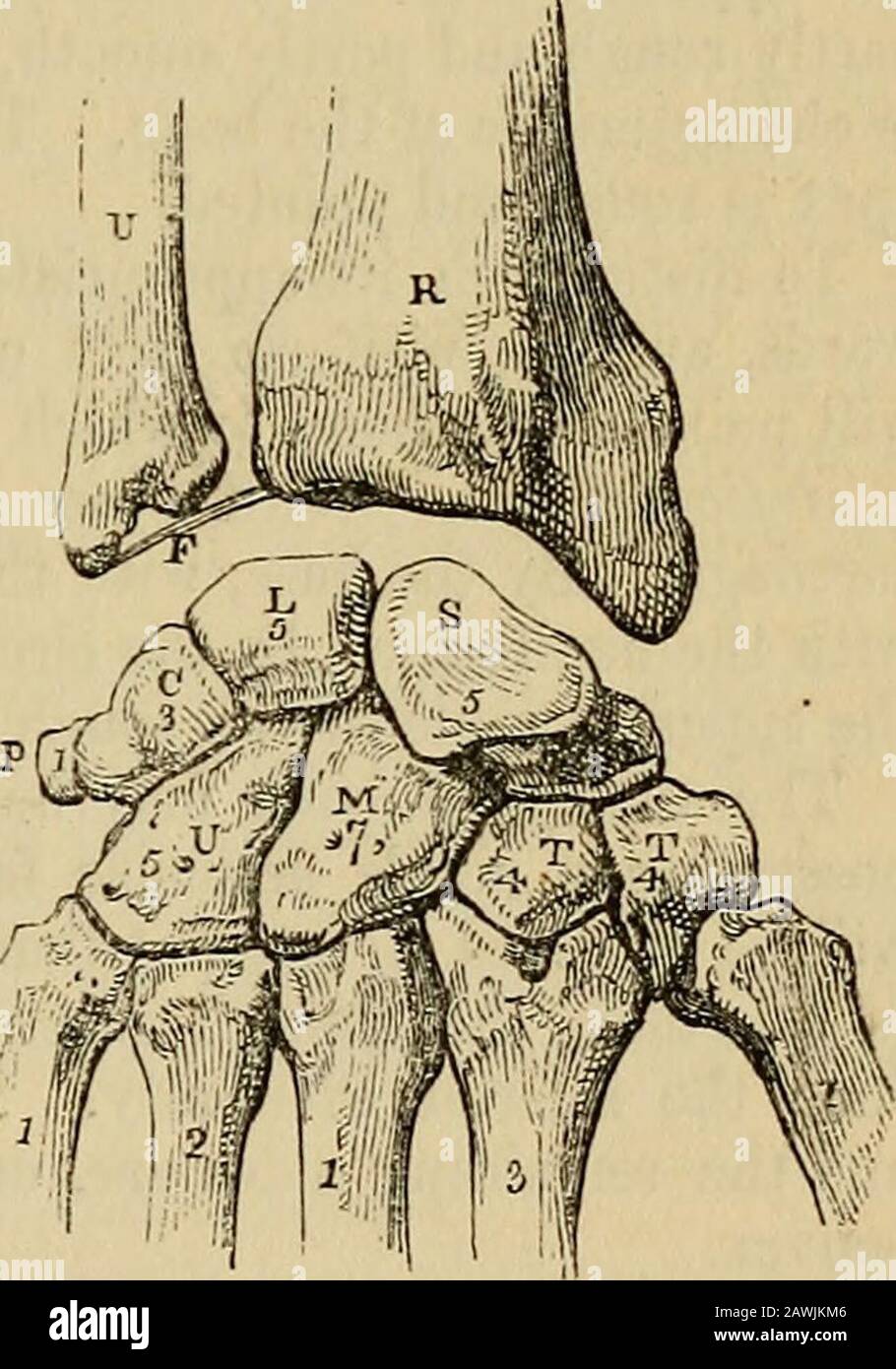 The anatomist's vade mecum : a system of human anatomy . by its convex ...