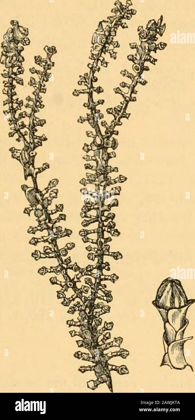 Catalogue of lithophytes or stony corals in the collection of the ...