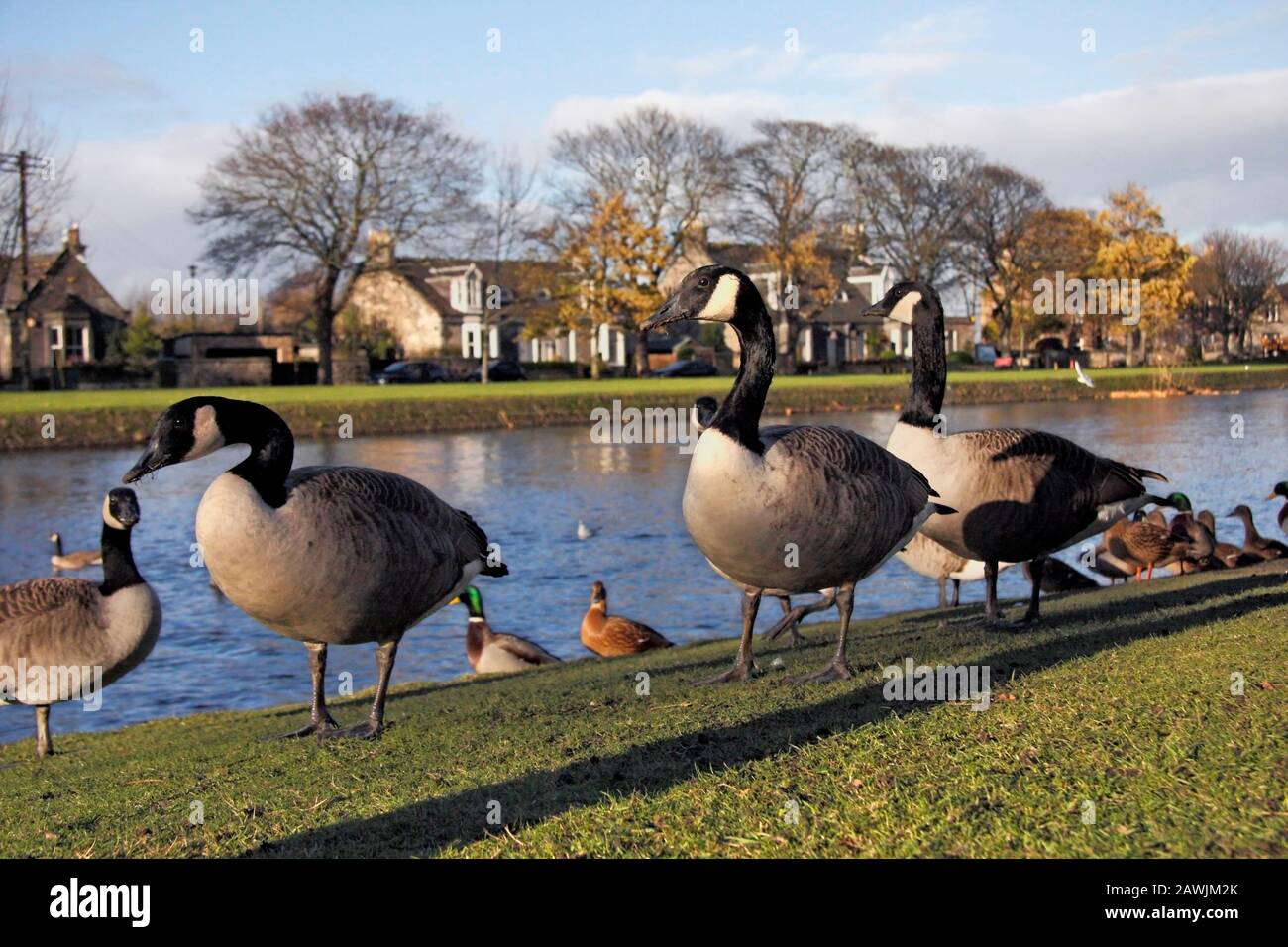 Canada Goose On Riverbank High Resolution Stock Photography and Images ...