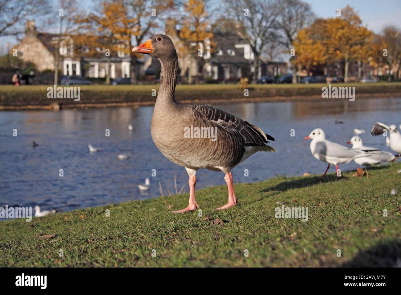 Waterfowl of scotland hi-res stock photography and images - Alamy