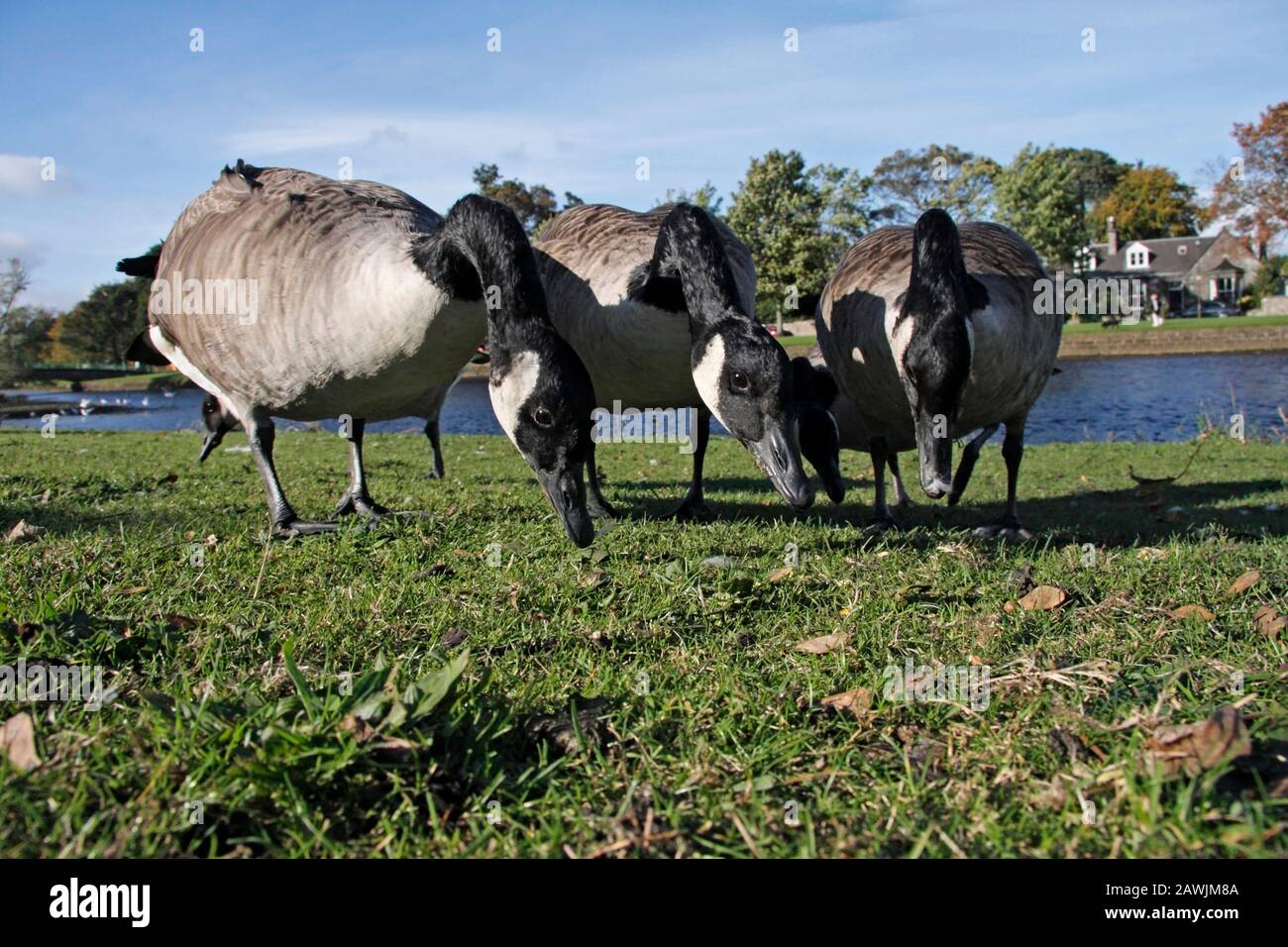 Canada geese feeding scotland hi-res stock photography and images - Alamy