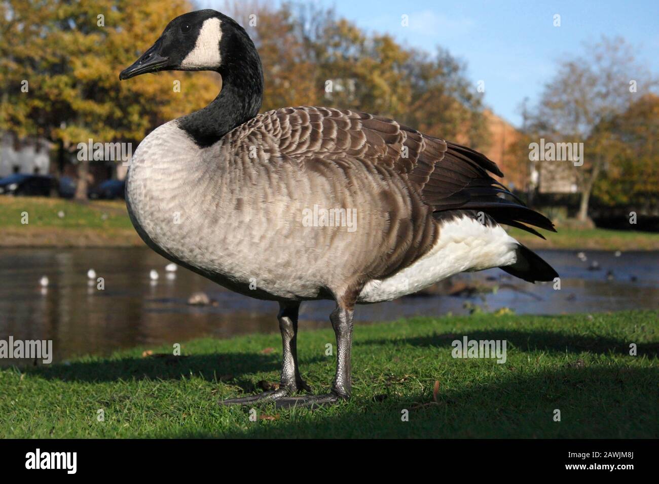 Uk avifauna hi-res stock photography and images - Alamy