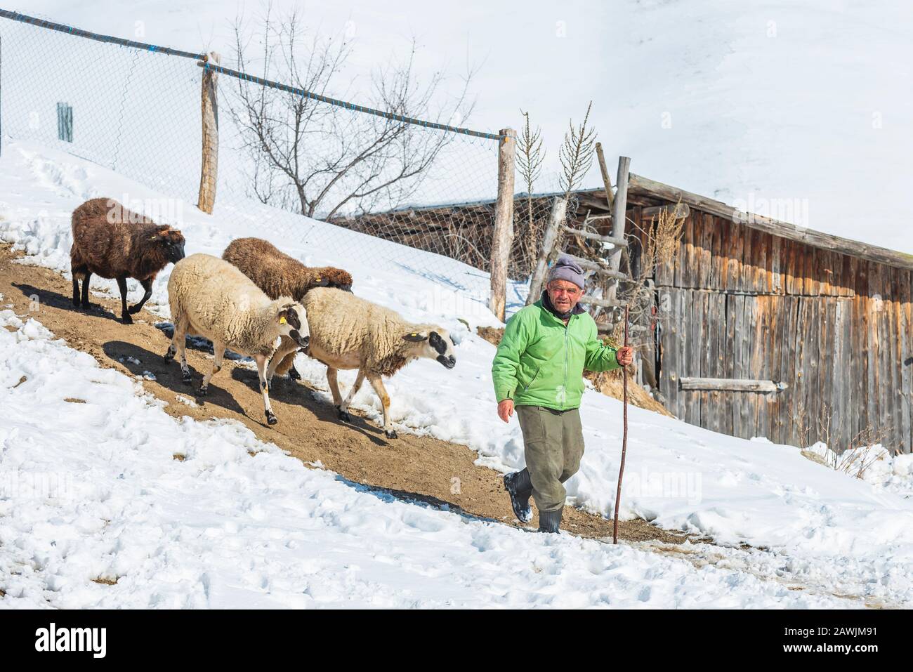 Old shepherd hi-res stock photography and images - Alamy