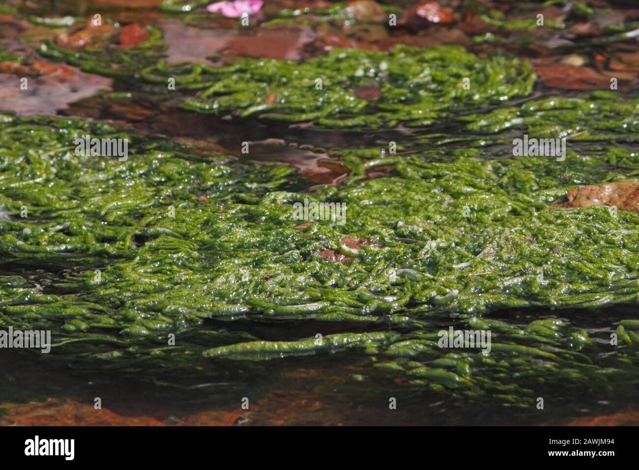 GREEN ALGAE in a freshwater stream, Scotland, UK Stock Photo - Alamy