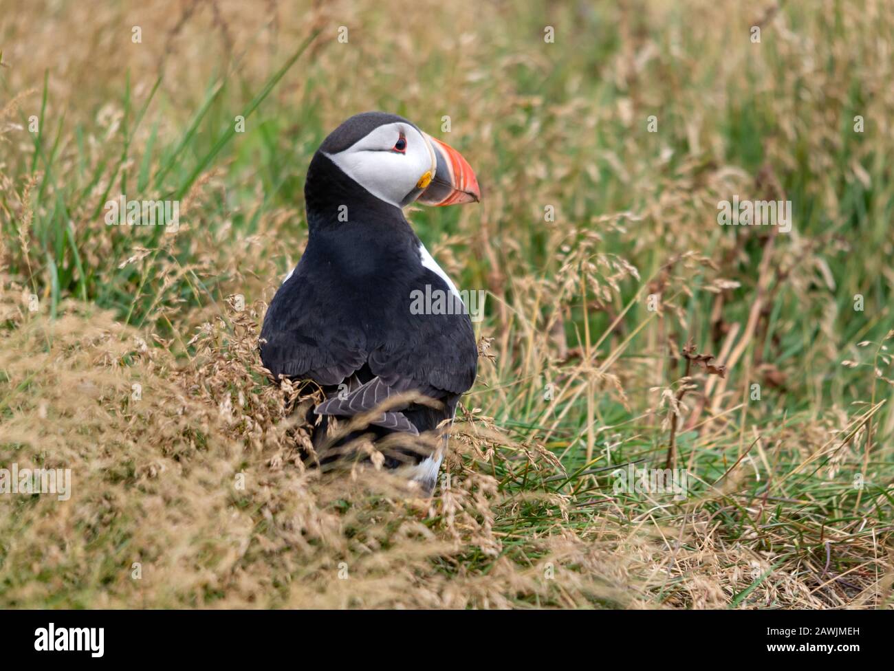 The Atlantic puffin, also known as the common puffin Stock Photo - Alamy