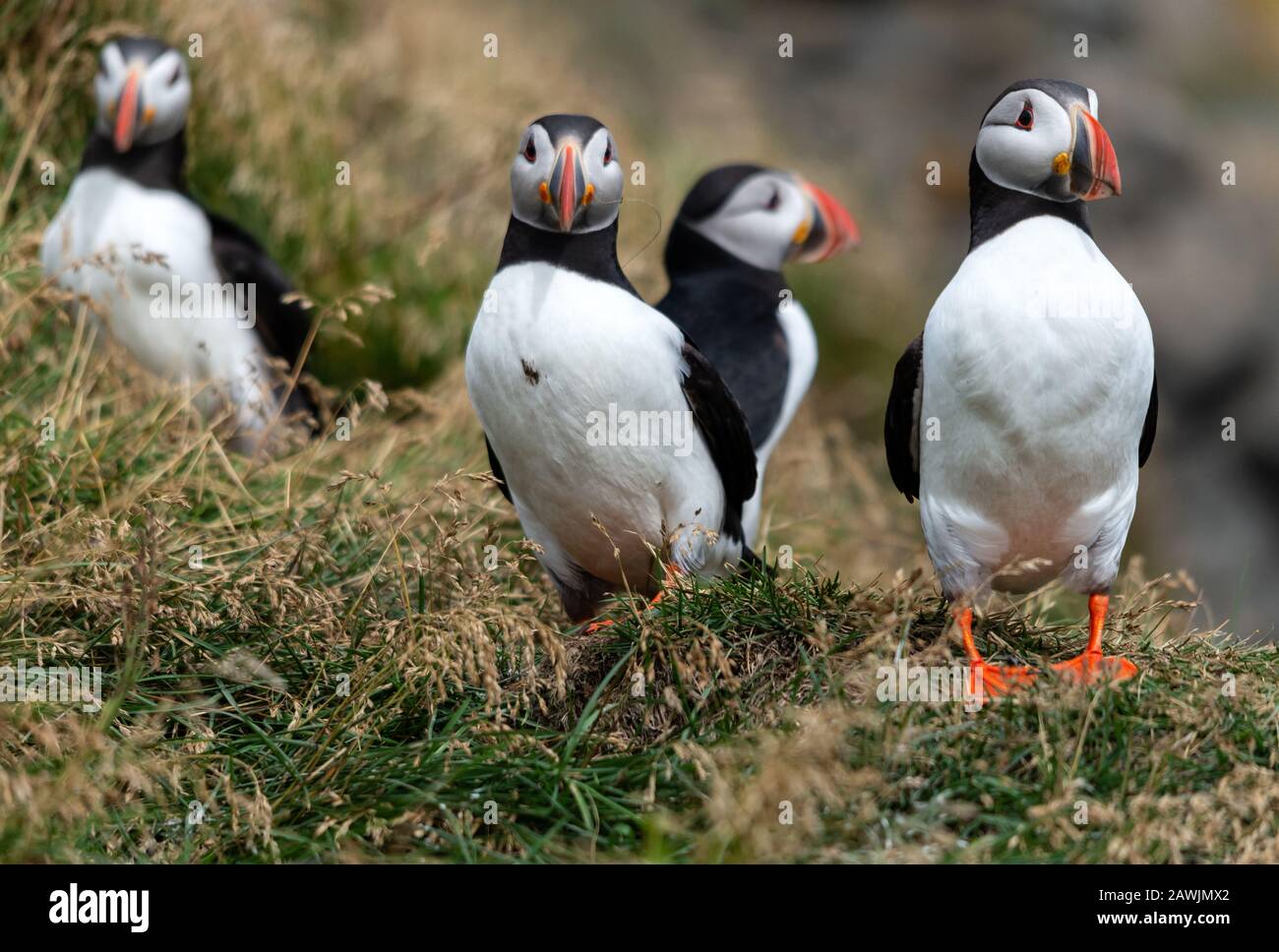 The Atlantic puffin, also known as the common puffin Stock Photo - Alamy