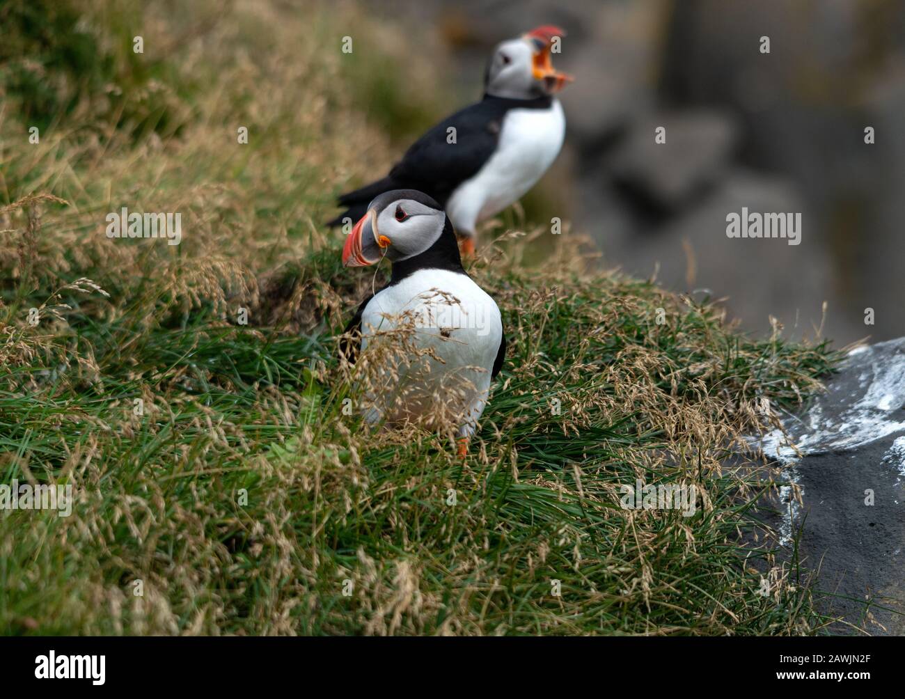 The Atlantic puffin, also known as the common puffin Stock Photo - Alamy