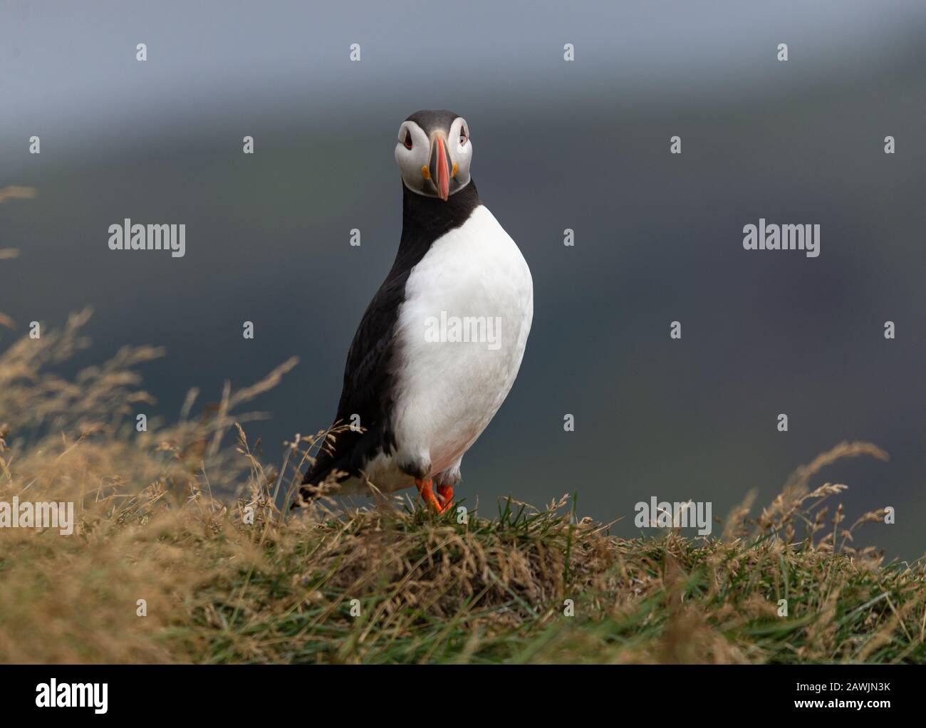 The Atlantic puffin, also known as the common puffin Stock Photo - Alamy