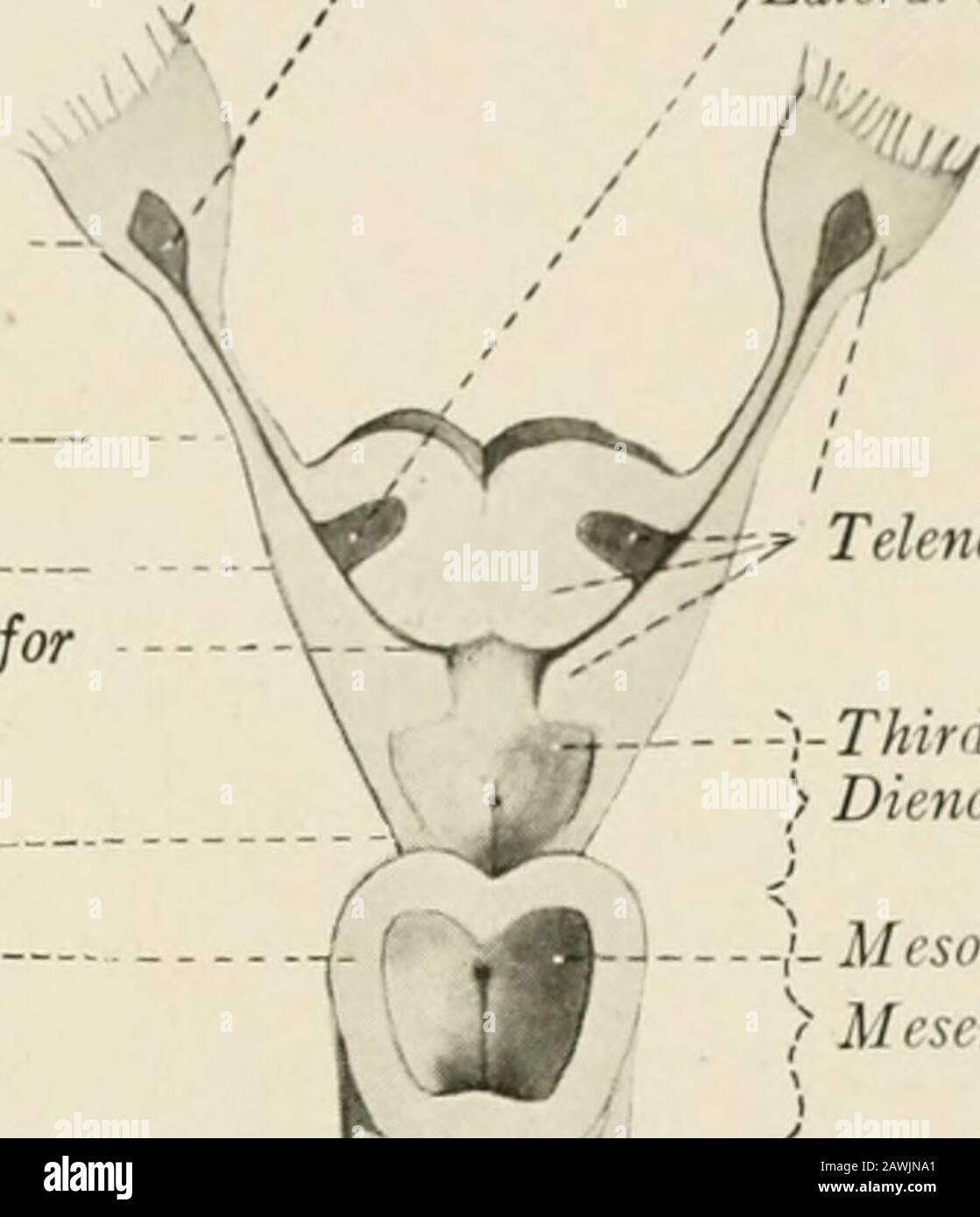 The anatomy of the nervous system, from the standpoint of development ...
