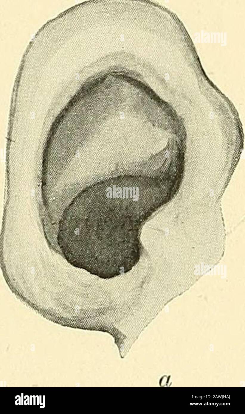 Genital tubercle hi-res stock photography and images - Alamy