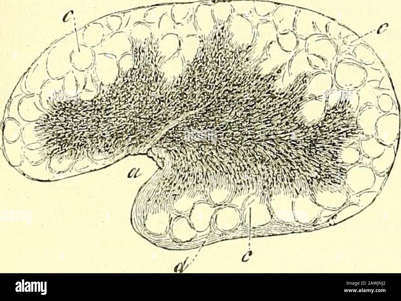 Quain's elements of anatomy . dips into the interior of thegland at the ...