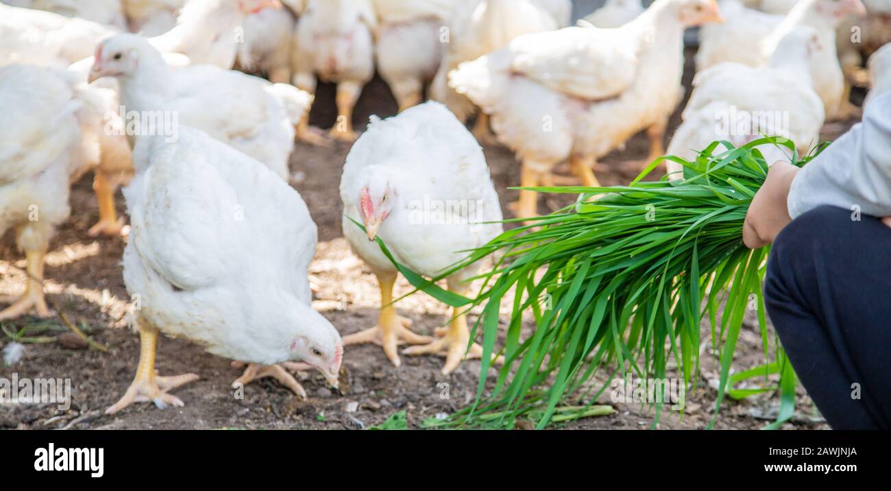 Bio chickens on a home farm a children. nature Stock Photo - Alamy
