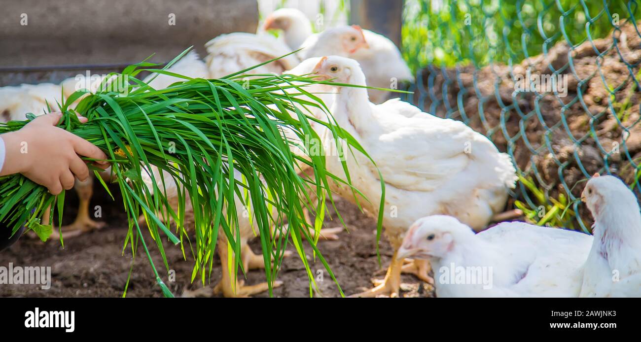 Bio chickens on a home farm a children. nature Stock Photo - Alamy
