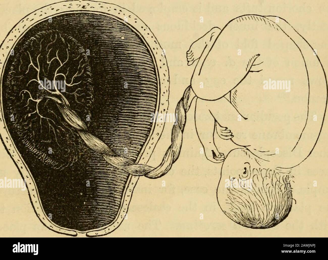 Placental embryo hi-res stock photography and images - Alamy