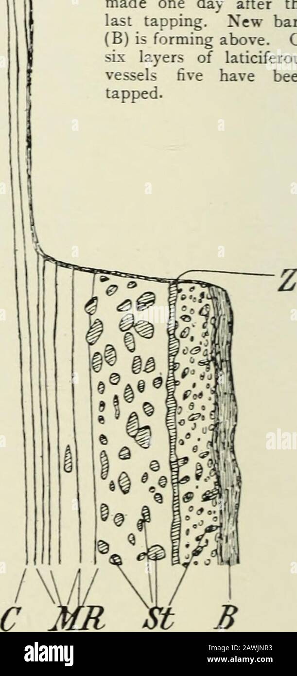 Tree cross section diagram hi-res stock photography and images - Alamy
