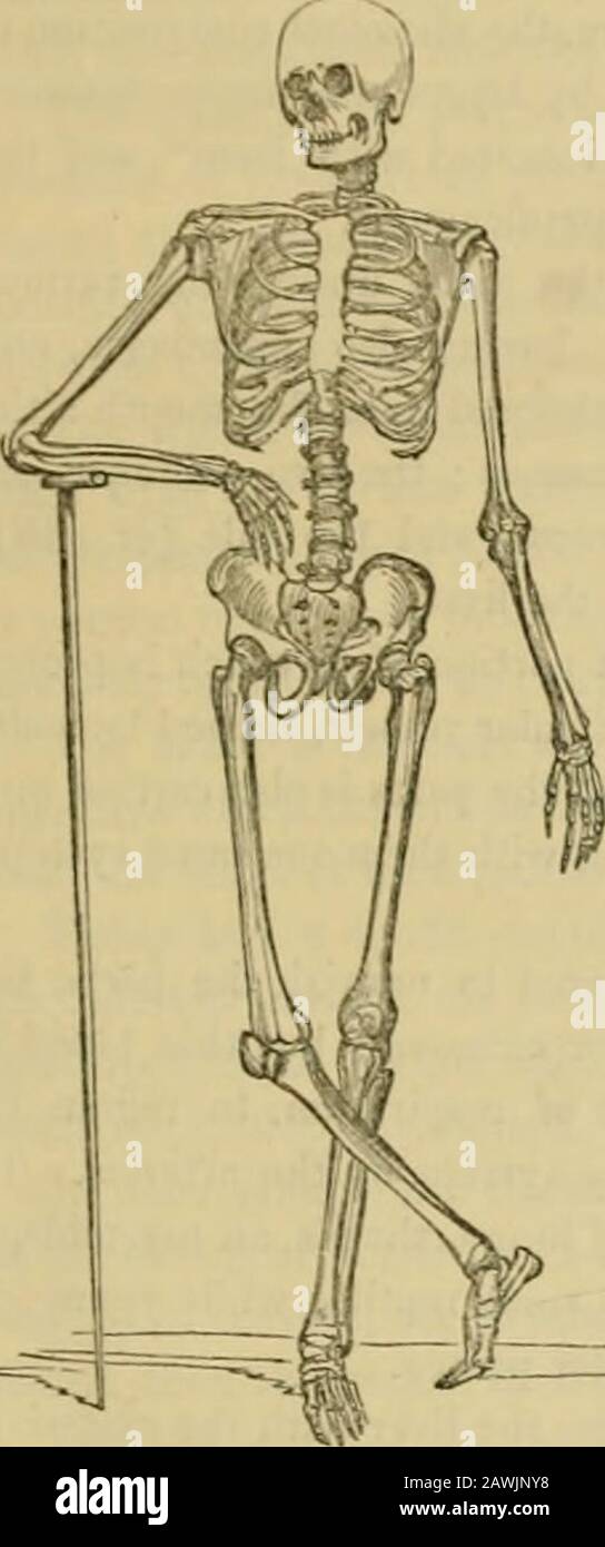 Moveable limbs hi-res stock photography and images - Alamy