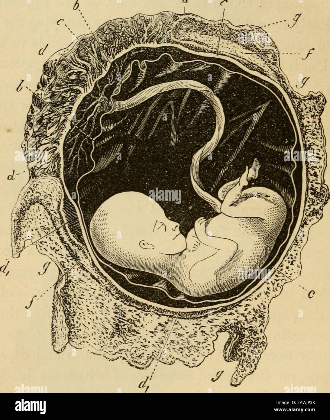 The evolution of man : a popular exposition of the principal points of ...