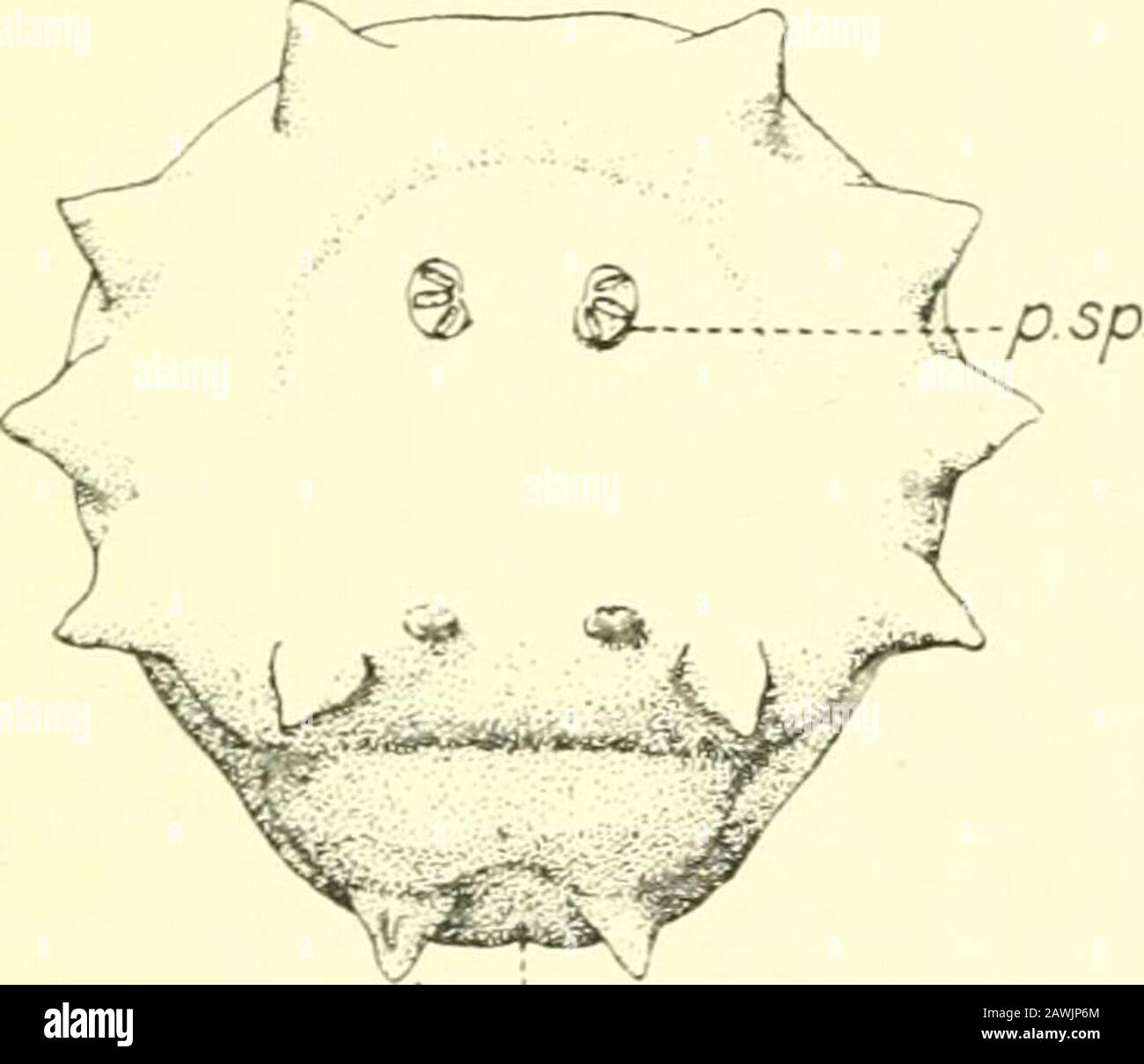 The house-fly, Musca domestica Linn: its structure, habits, development ...