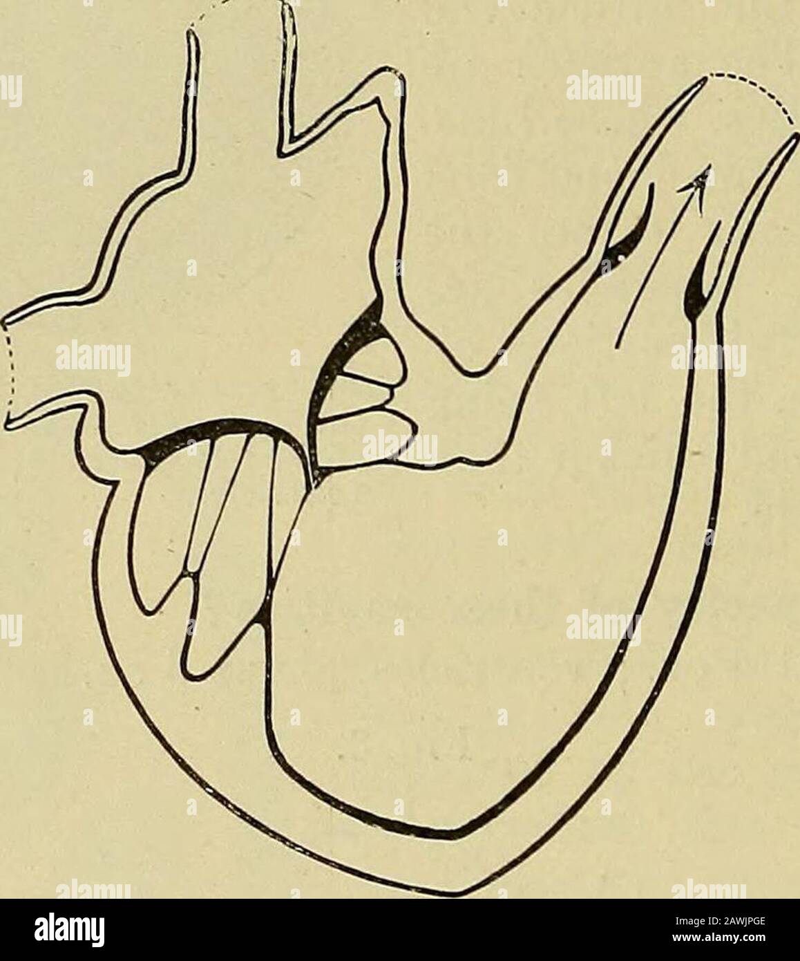 Physiology : a manual for students and practitioners . between Fig. 4 ...