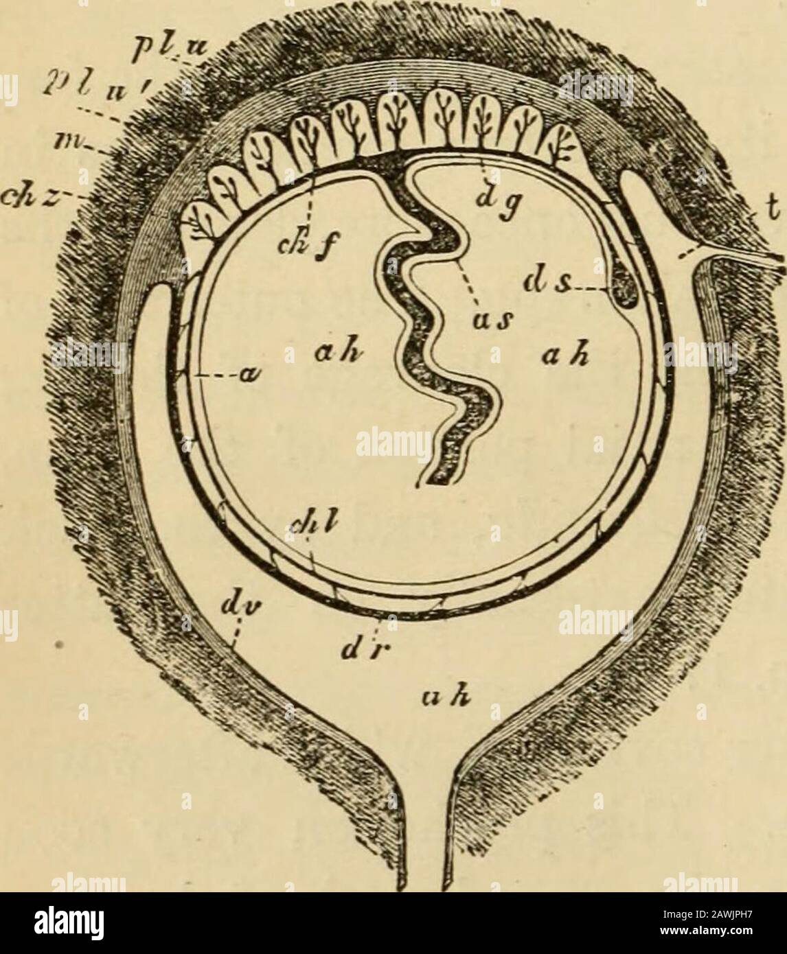 Human Placenta Diagram