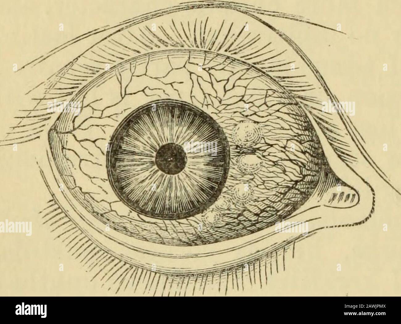 Thecornea hi-res stock photography and images - Alamy