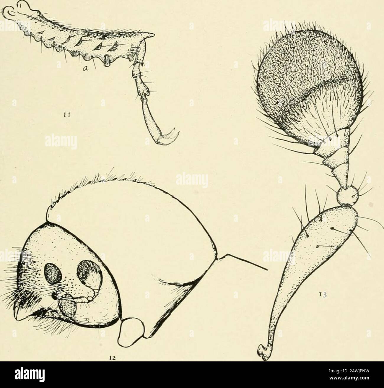 Report of the State Entomologist on injurious and other insects of the ...