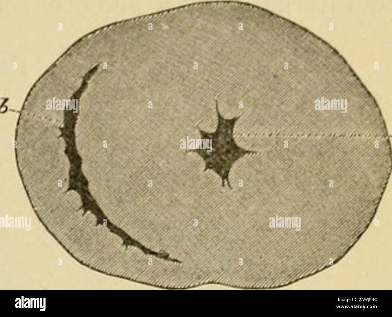 Physiology : a manual for students and practitioners . is a muscular ...