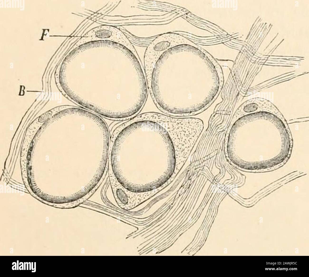 Text-book of comparative anatomy . sm may still be found massed round ...