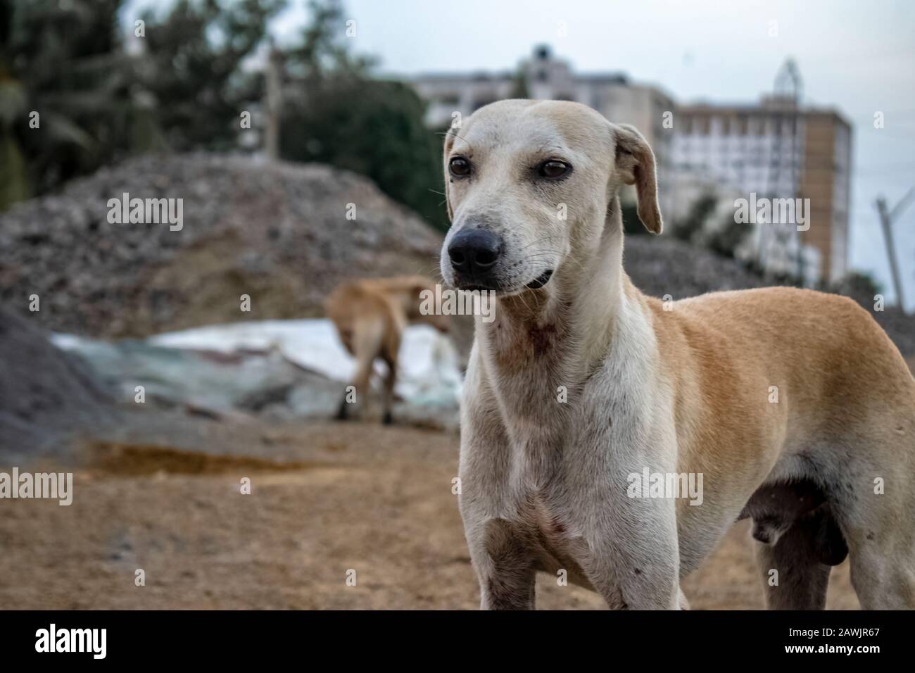 Street dogs hi-res stock photography and images - Alamy